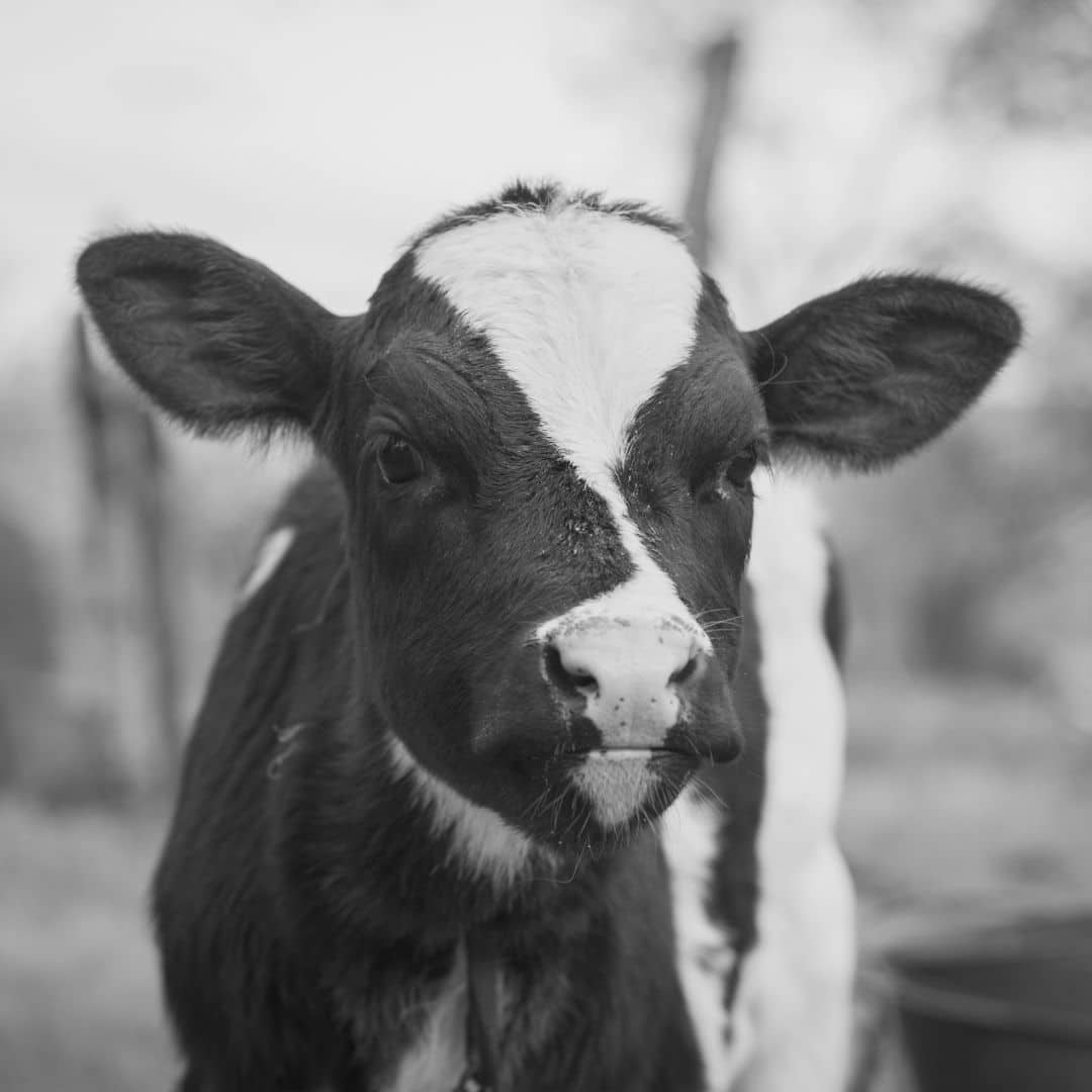 Veau - Boucherie Franck Saura